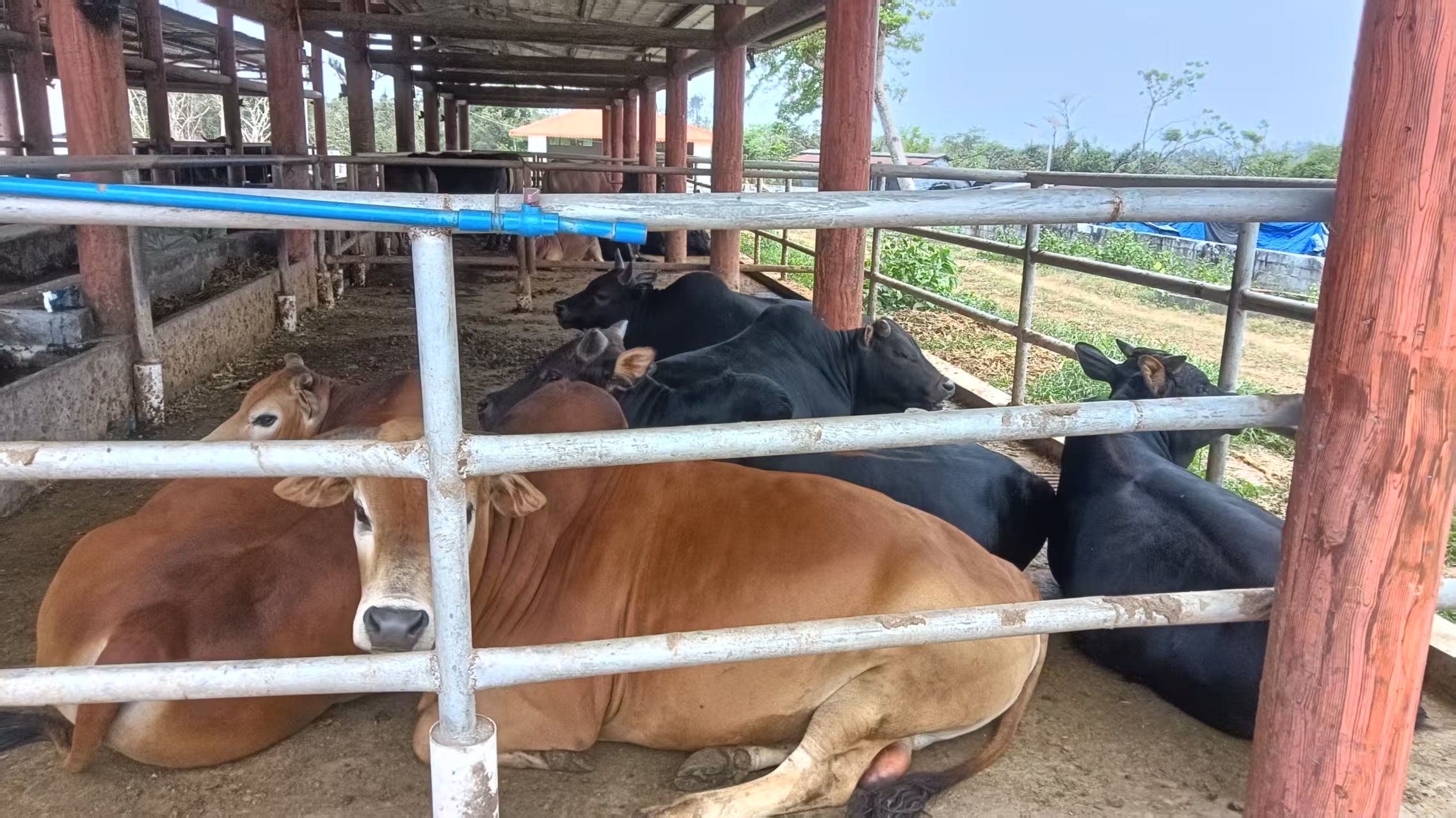 文昌市文教镇加美村委会50头本地小黄牛出售 - 海南农村产权交易服务平台